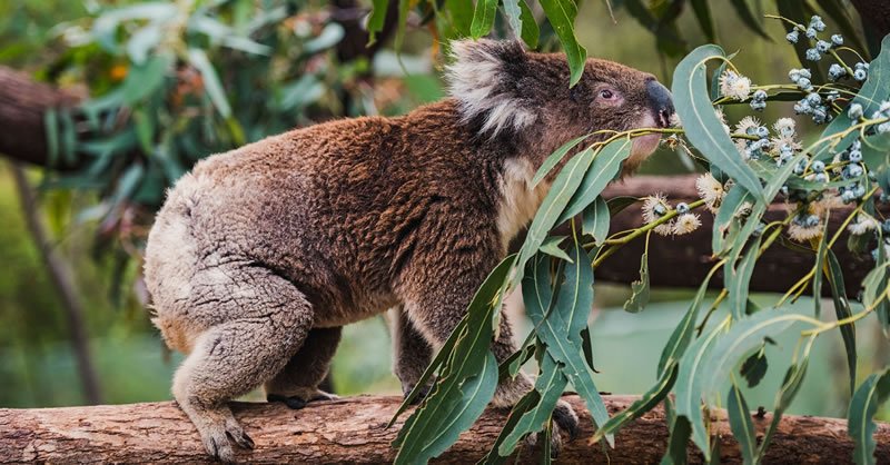 Current Time In Canberra ️