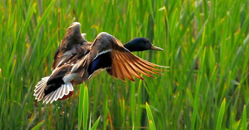 Current Time In Oregon ️