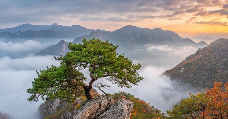 Current Time In Seoul ️